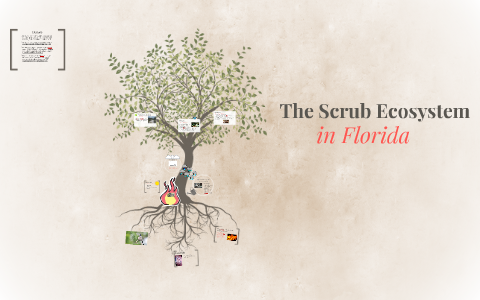 The Scrub Ecosystem by Audrey Wilhelm on Prezi