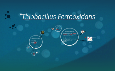 Thiobacillus Ferrooxidans by Pamela Villagra on Prezi