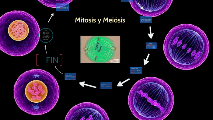 Mitosis y Meiosis by candy maria cabrera constansa on Prezi
