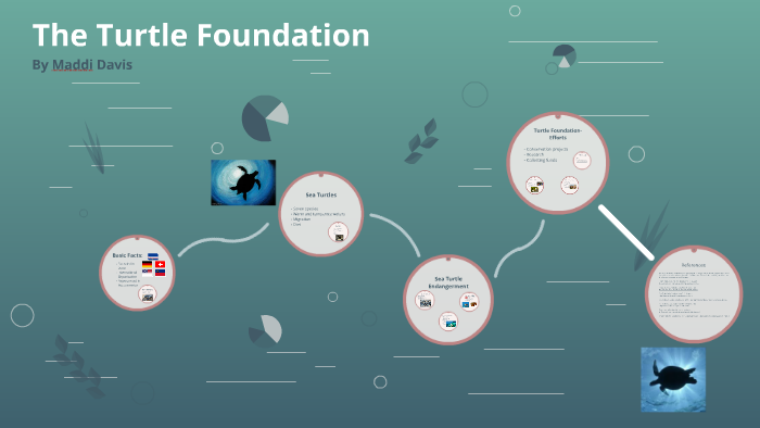 The Turtle Foundation by Maddi Davis on Prezi