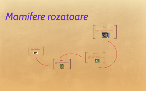 Mamifere rozatoare by Oana Paul on Prezi