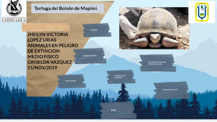 TORTUGA BOLSON DE MAPIMI by victoria lopez urias on Prezi