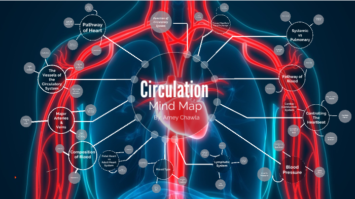 Amey Chawla's - Circulation Mind Map by Amey Chawla on Prezi