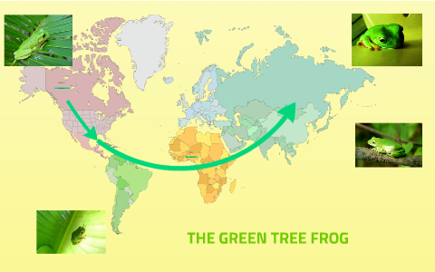 THE GREEN TREE FROG by Heather Hegg on Prezi