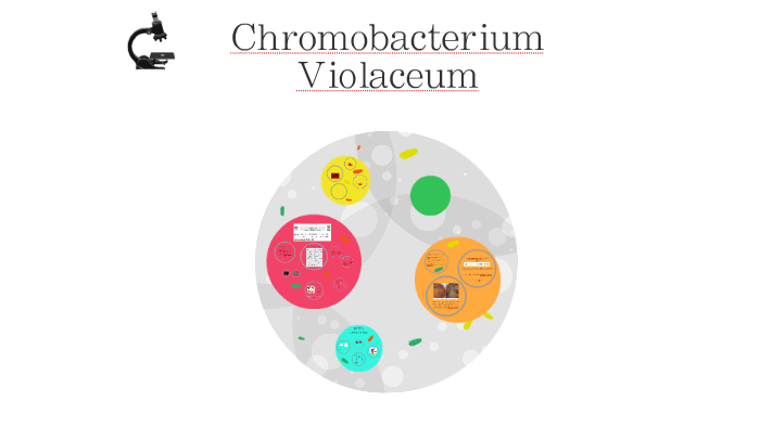 Chromobacterium Violaceum by Maria Jose Martinez on Prezi
