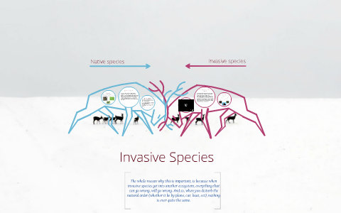 Introduced Species Examples