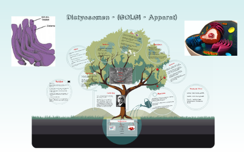 Dictyosomen - (GOLGI - Apparat) by Adjany Ibeme on Prezi