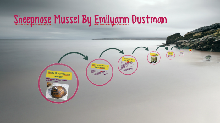 Sheepnose Mussel By Emilyann Dustman by Emily Dustman on Prezi