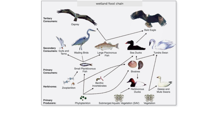 Wetland Food Web
