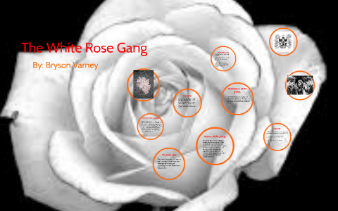The White Rose Gang by Bryson Varney on Prezi