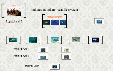 Indonesia Indian Ocean Ecosystem by Elliot Hughes on Prezi