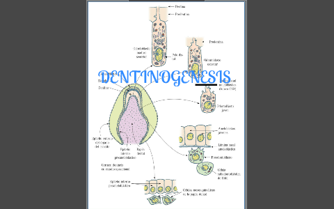 DENTINOGENESIS by sofia vera on Prezi