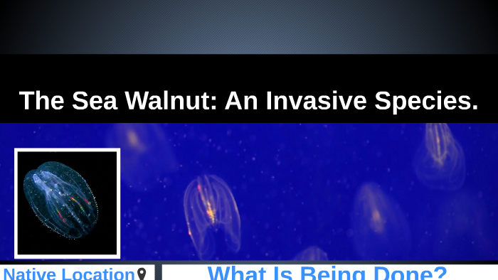 The Sea Walnut: An Inovasive Species. by jillian hogan on Prezi