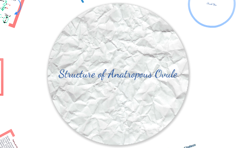 Structure of Anatropous Ovule by mithyl dave on Prezi