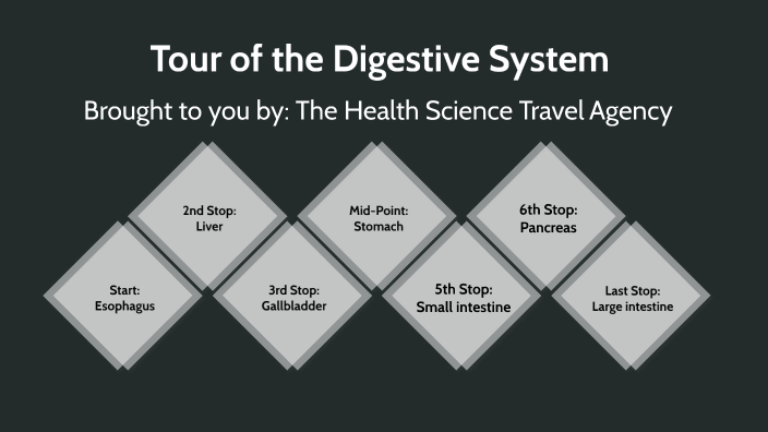 Digestive System Brochure by Ilan Delgado on Prezi