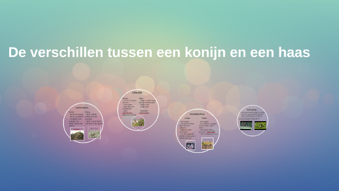 Verschil tussen konijn en haas by Silke Hofman on Prezi
