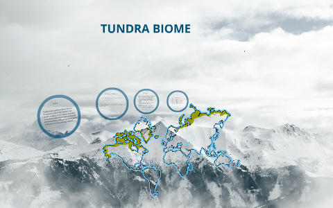 Tundra Biome by Tyler Abel on Prezi