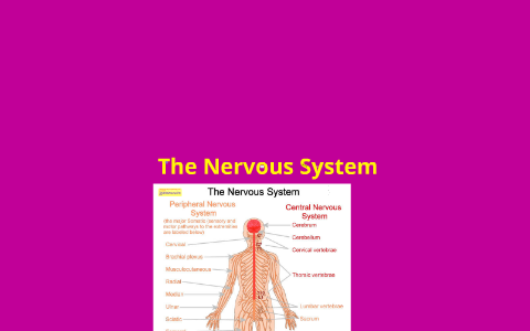 The Nerous System by Aidan Sullivan on Prezi