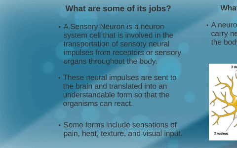 Sensory Neurons by on Prezi