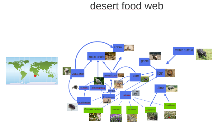 desert food web by anthony b on Prezi