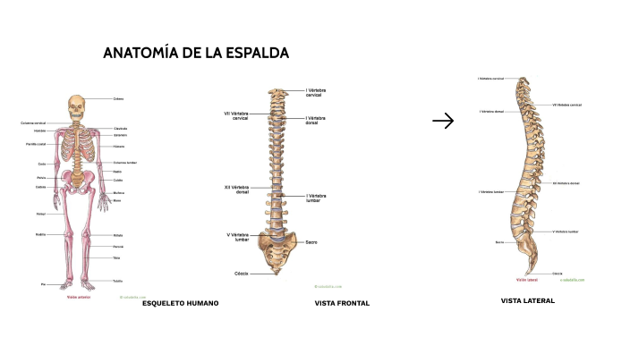 ANATOMÍA DE LA ESPALDA by Roberto Mateos on Prezi