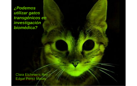 Can we use transgenic cats for biomedical research? by Clara Etchevers Rey