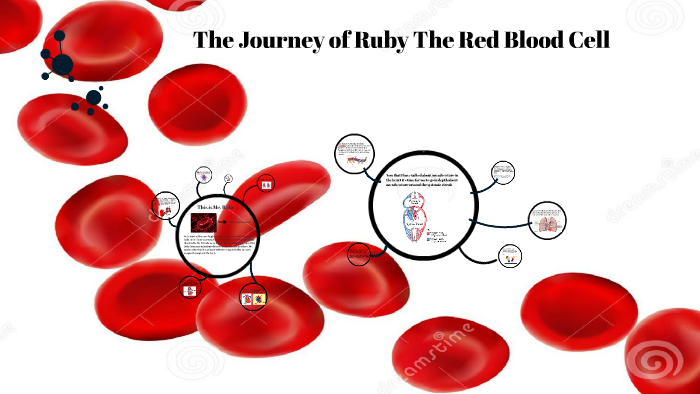The Journey of Ruby The Red Blood Cell by Sheetal Chand on Prezi