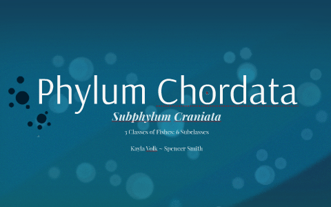 Phylum Chordata by Kayla Volk on Prezi