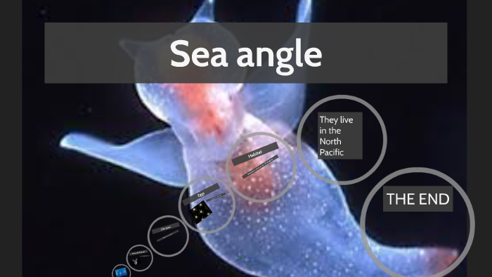 Sea angle by Justin Powell on Prezi