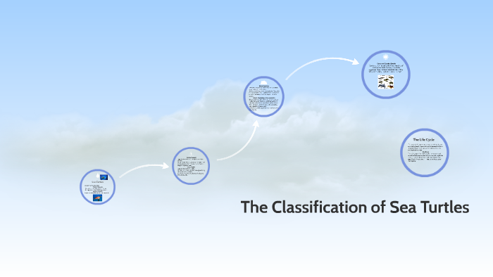 The Classifcation of Sea Turtles by melody angelilli on Prezi