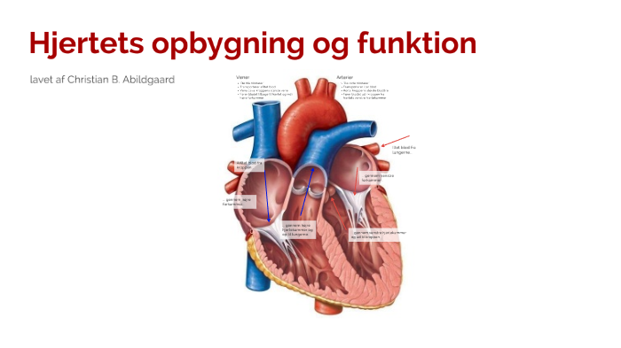 Hjertet by Christian Abildgaard on Prezi