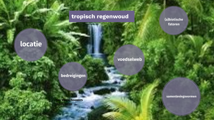 Tropisch Regenwoud Voedselweb Waarom Is Het Tropisch Regenwoud Zo