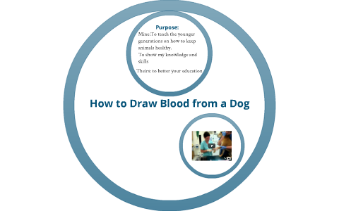 How to Draw Blood for a Dog by andrew halvorson on Prezi