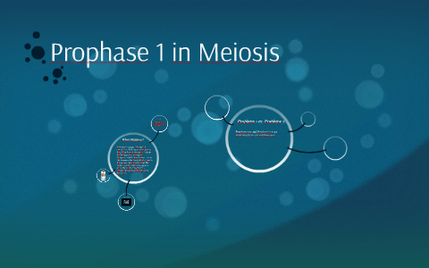 Prophase 1 in Meiosis by james brackley on Prezi