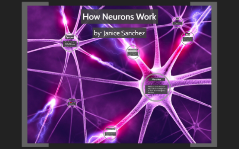 How Neurons Work by Janice Sanchez on Prezi