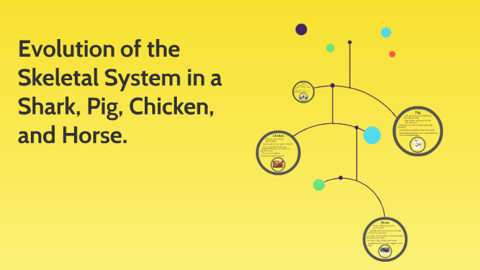 Evolution in the Skeletal System by Lillian Johnson on Prezi