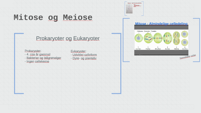 Mitose Og Meiose By Rosa Thomsen On Prezi