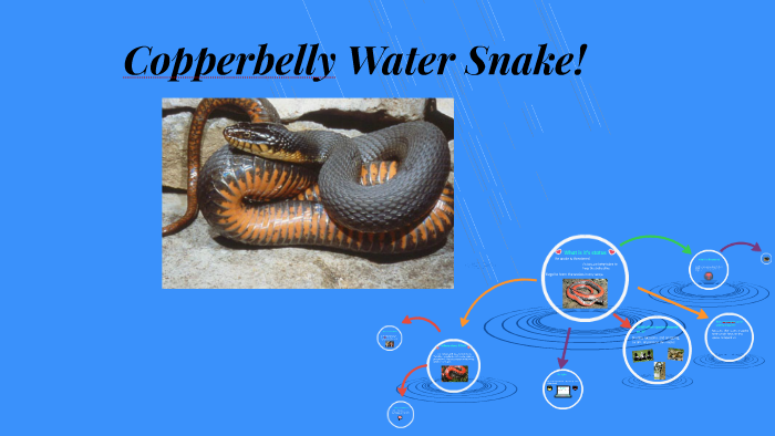 Copperbelly Water Snake! by Kaly Shafer on Prezi