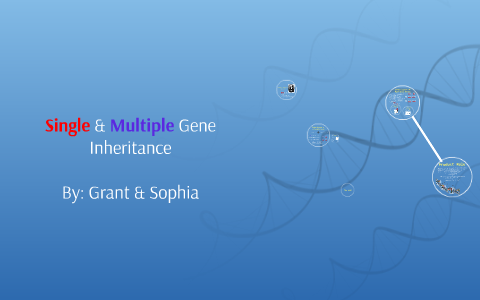 Single & Multiple Gene Inheritance by Sophia Samadian on Prezi