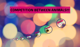 Competition between animals by Aalaye Edwards on Prezi