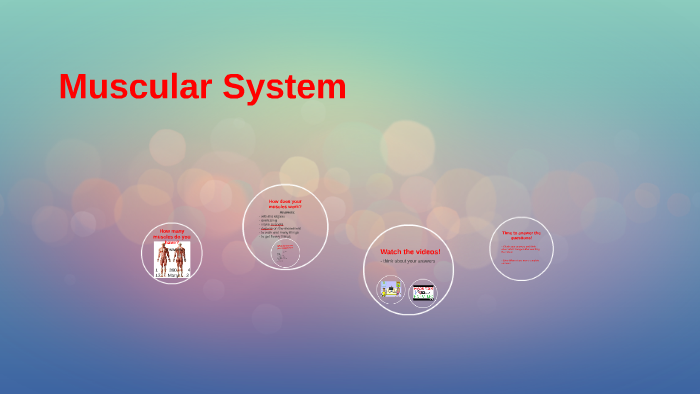 Muscular System by Victor Sagara on Prezi