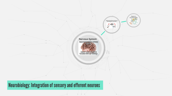 Neurobiology: Integration of sensory and efferent neurons by Florence ...