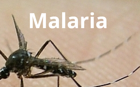 Malaria Research Project by Charlie Lin on Prezi