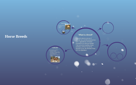 What is a breed? by Red Boodley on Prezi
