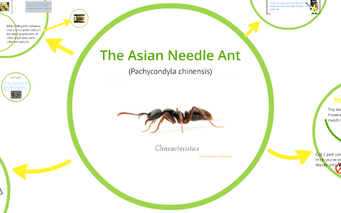 The Asian Needle Ant by Maddy Boyle on Prezi