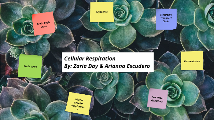 Cellular Respiration Project by Arianna Escudero on Prezi