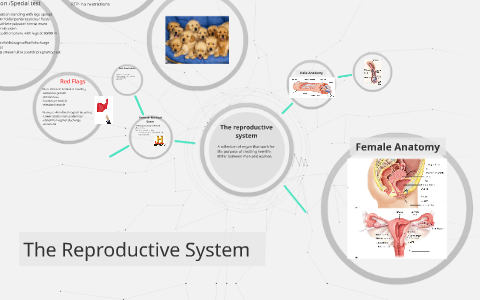 The Reproductive System by Estevan Mares on Prezi