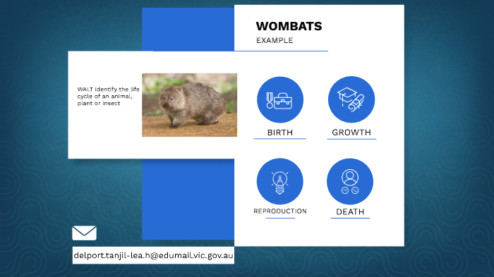 Life Cycle Of A Wombat By Tanjil Lea Delport On Prezi