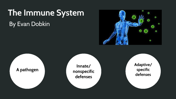 Immune System by Evan Dobkin on Prezi