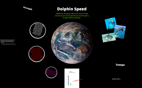 How do dolphins swim so fast by Jenny Hall on Prezi